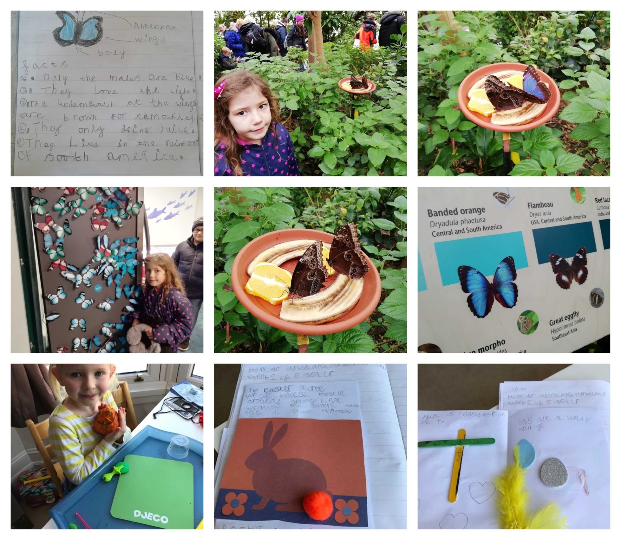 Kingfisher 31st March 20 – Framfield C of E Primary School